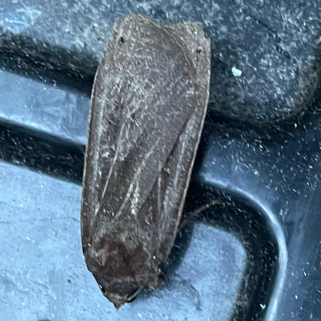 Large Yellow Underwing from Peterborough on September 23, 2023 at 07:29 ...