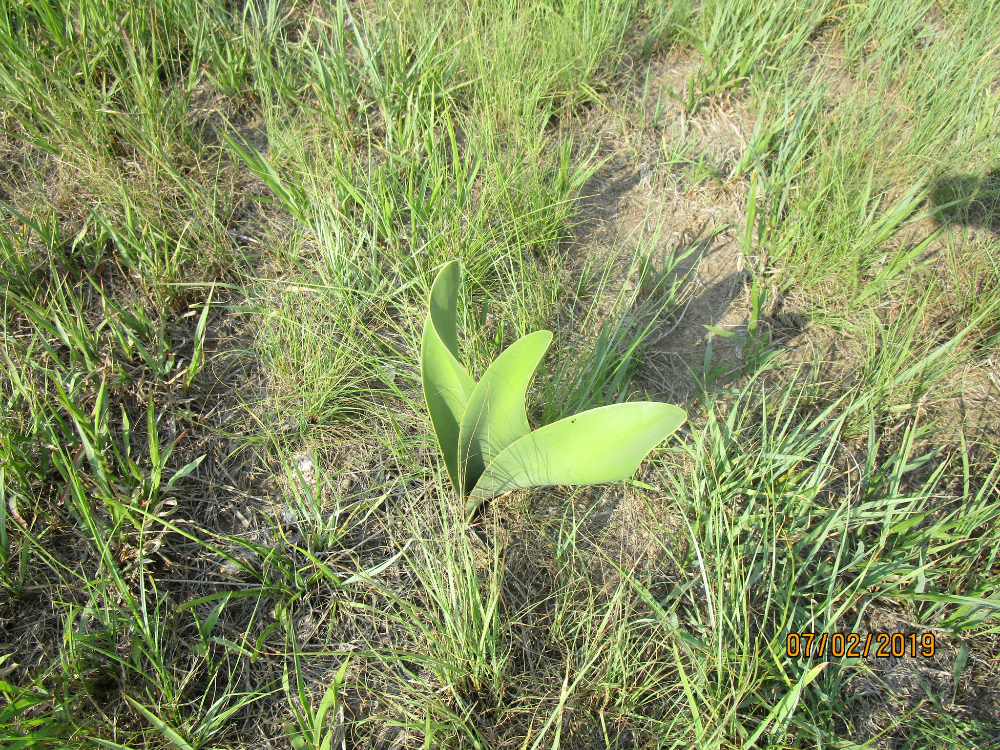 Haemanthus montanus Baker