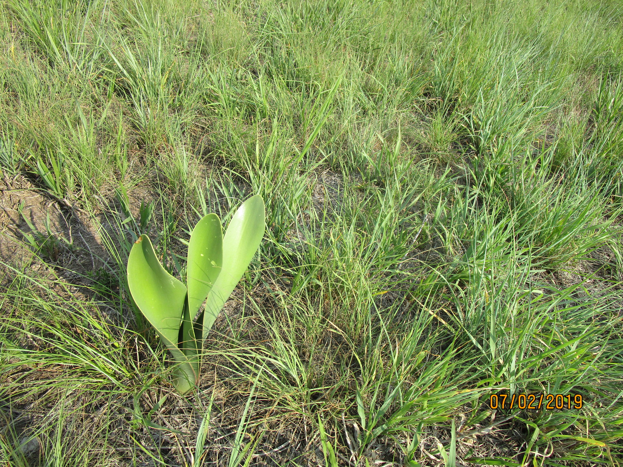 Haemanthus montanus Baker