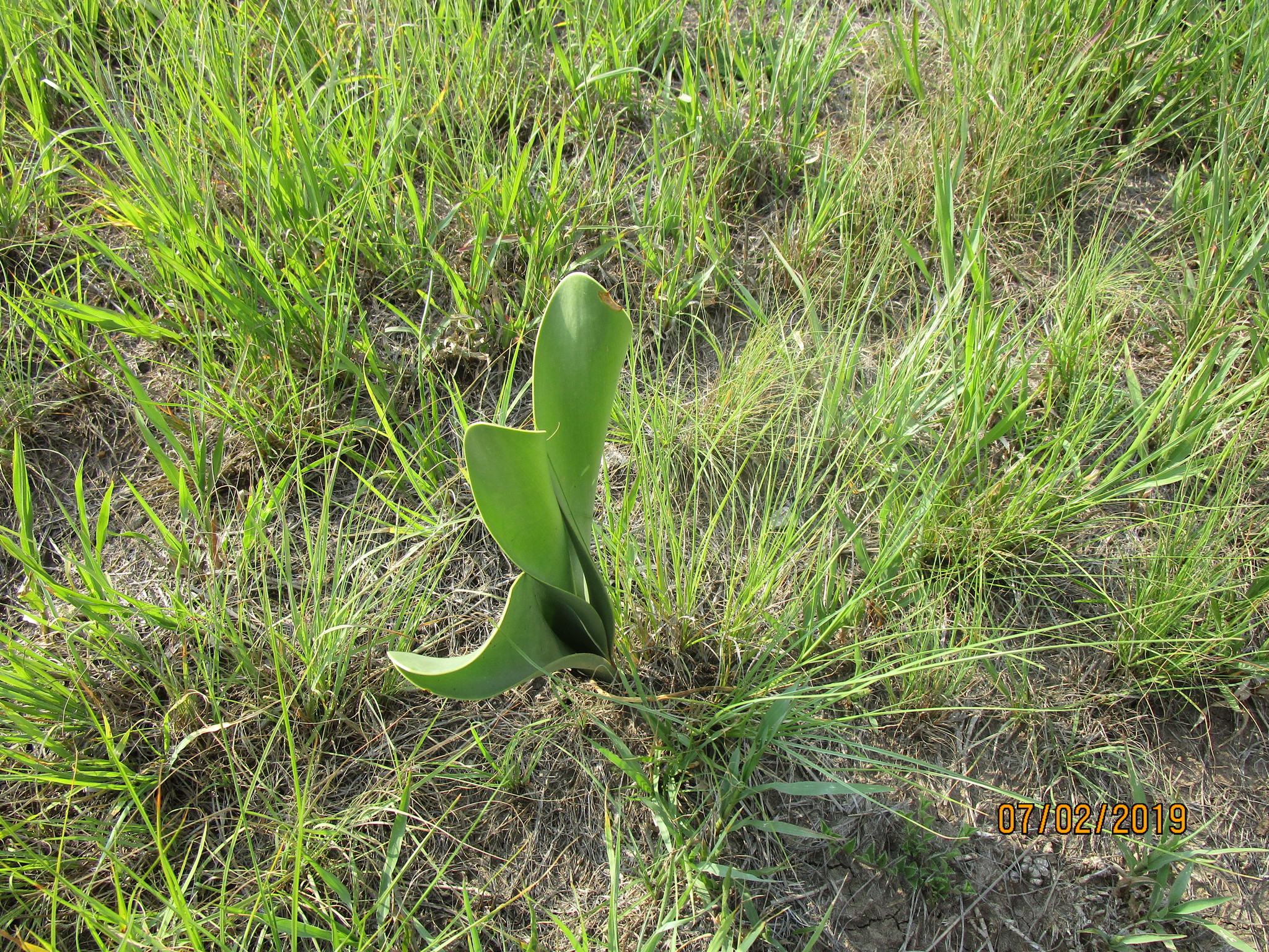 Haemanthus montanus Baker
