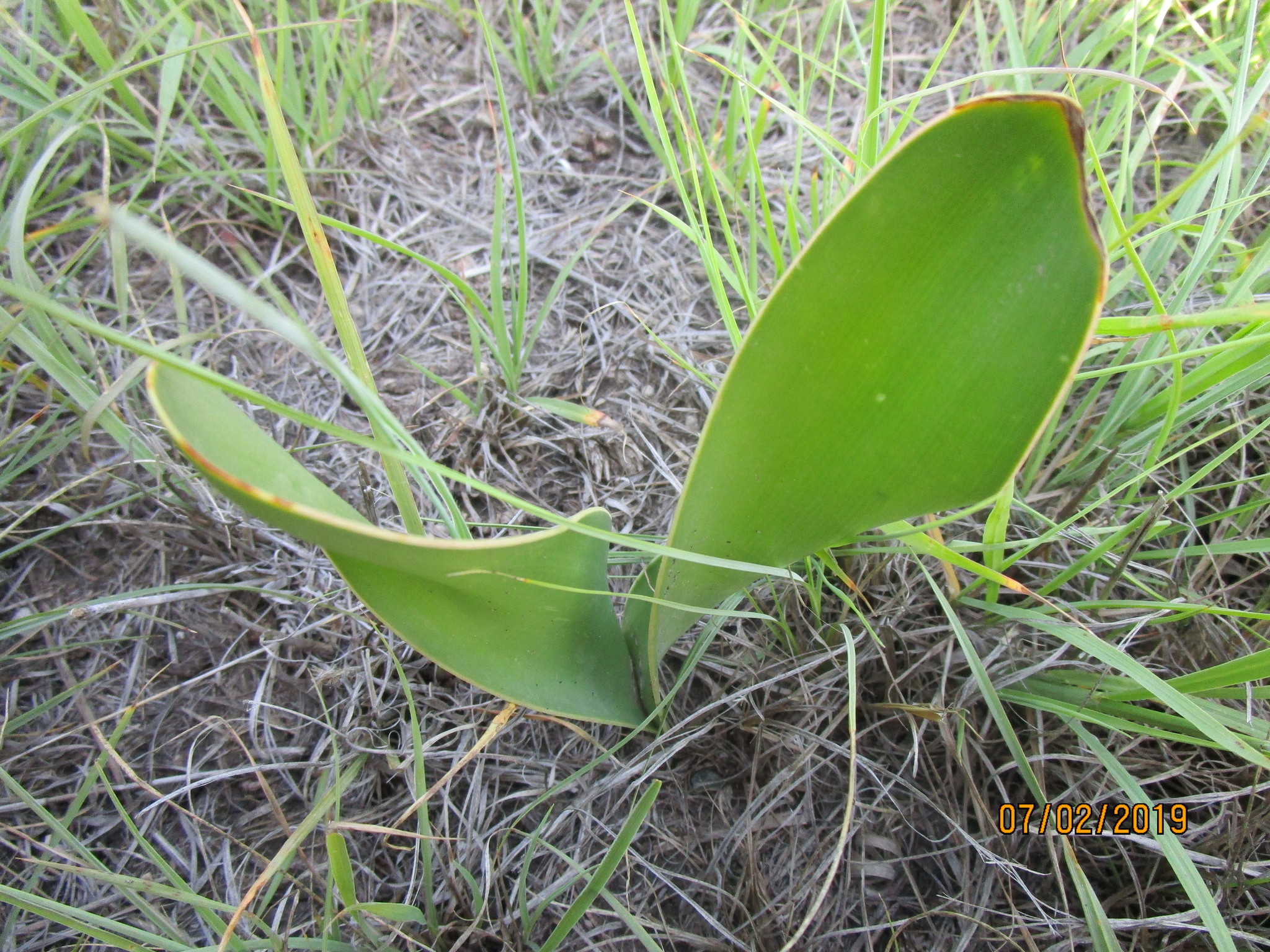 Haemanthus montanus Baker