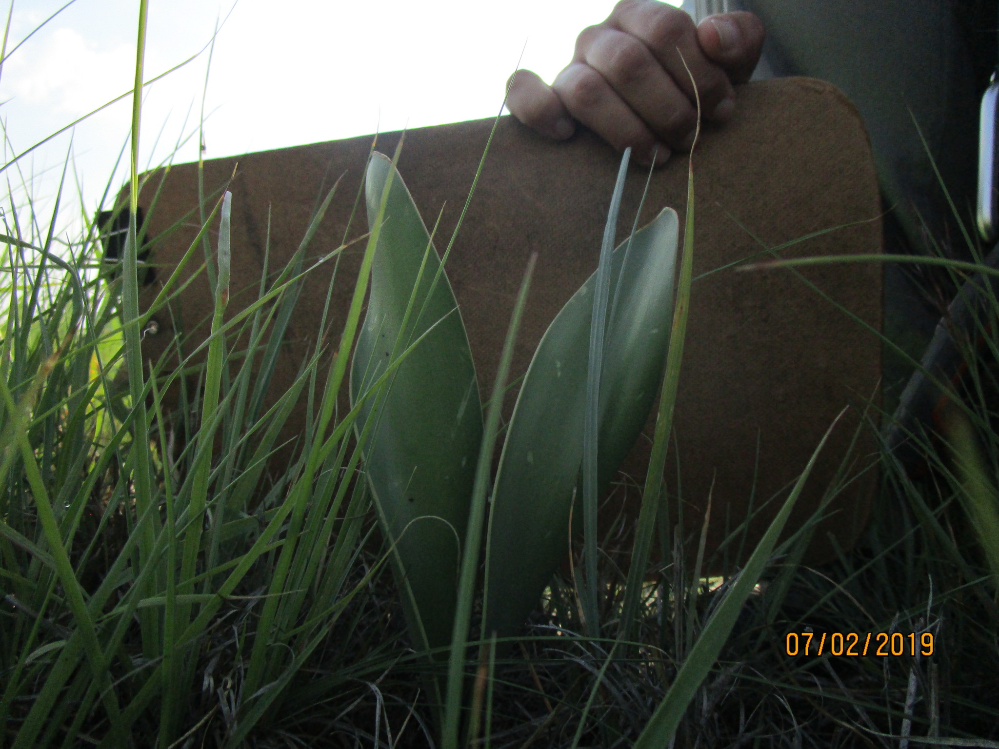 Haemanthus montanus Baker