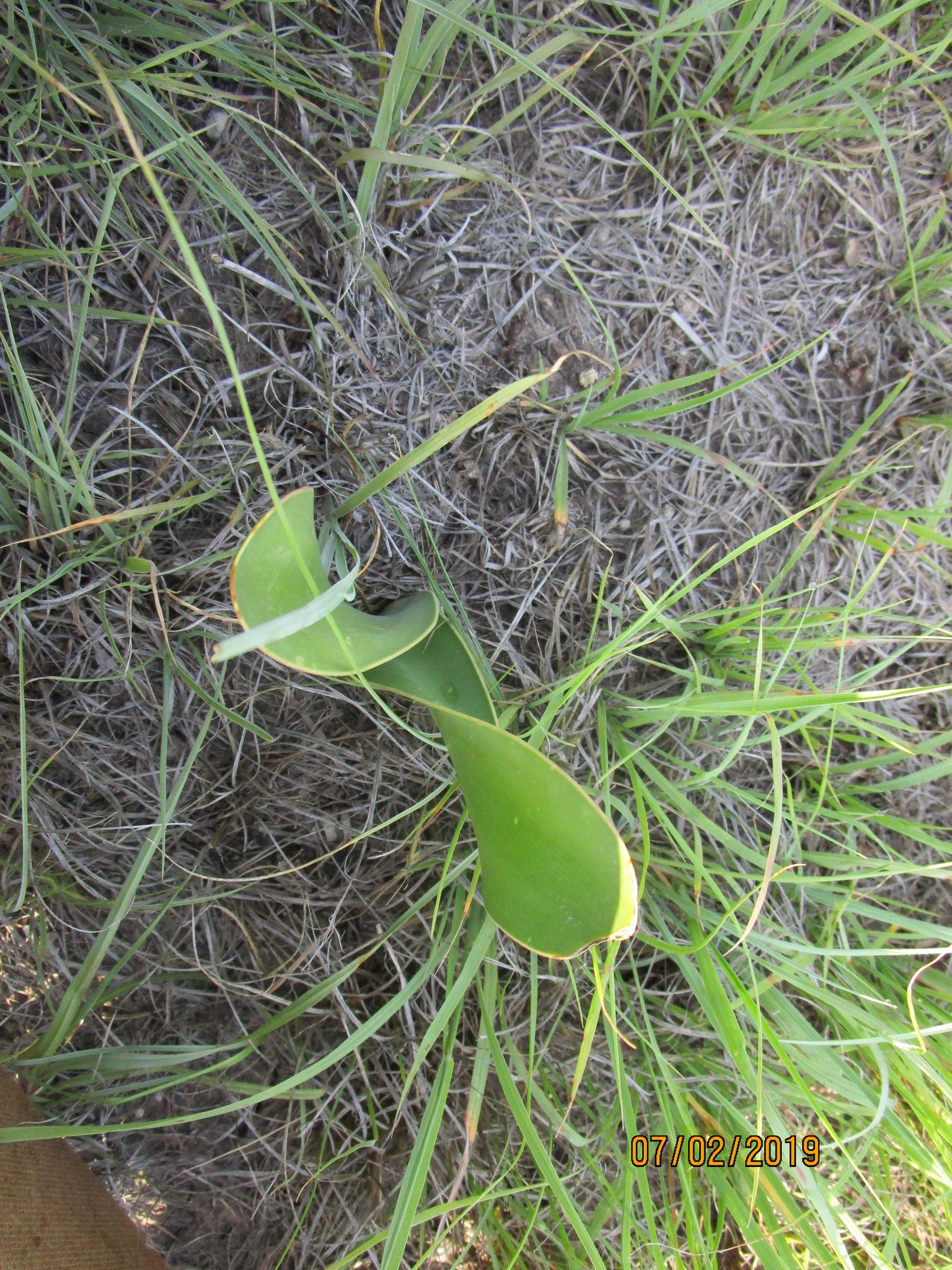 Haemanthus montanus Baker