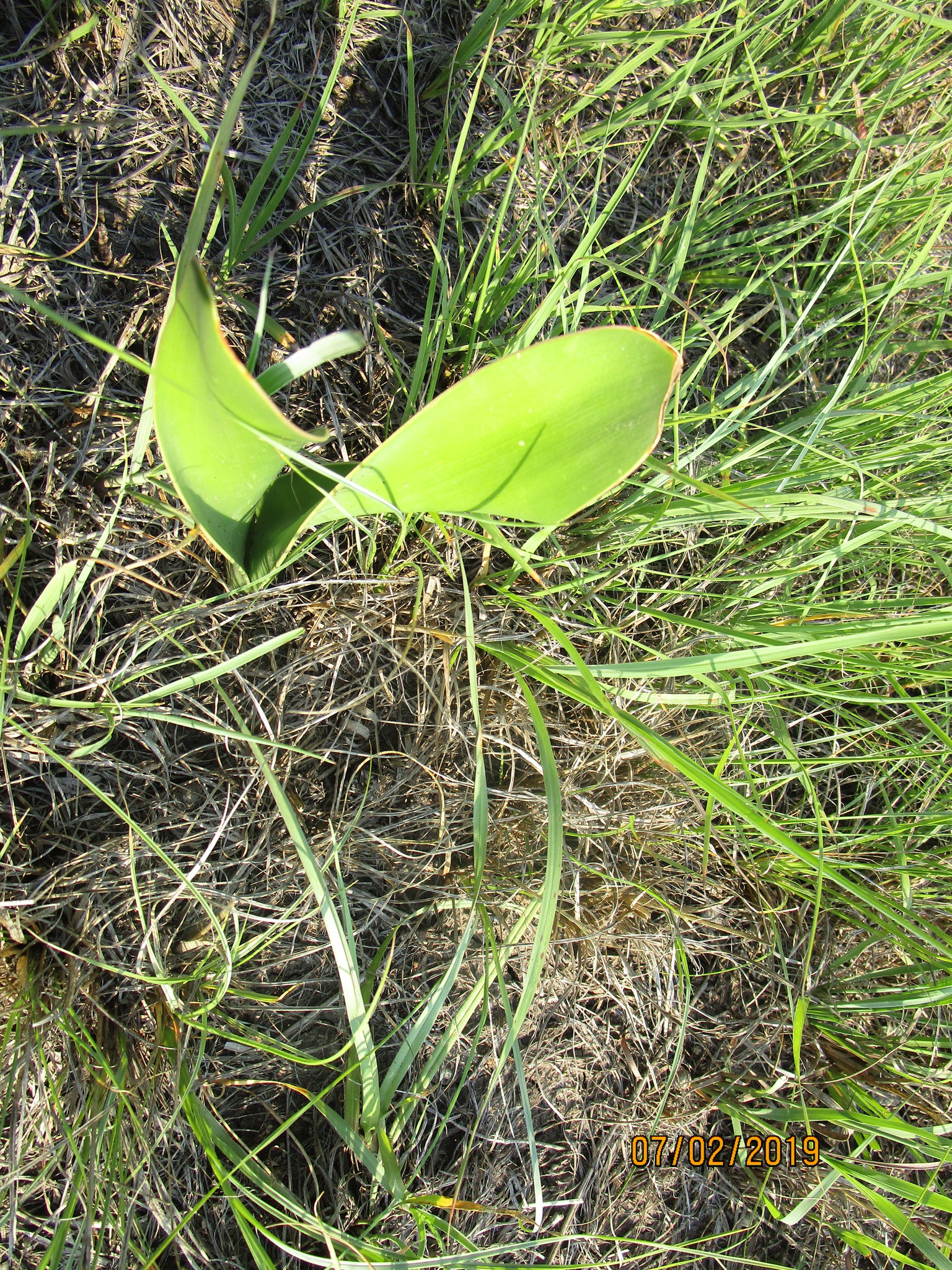 Haemanthus montanus Baker