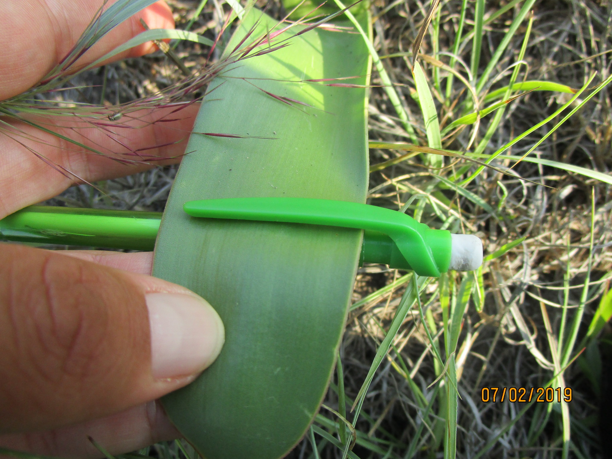 Haemanthus montanus Baker