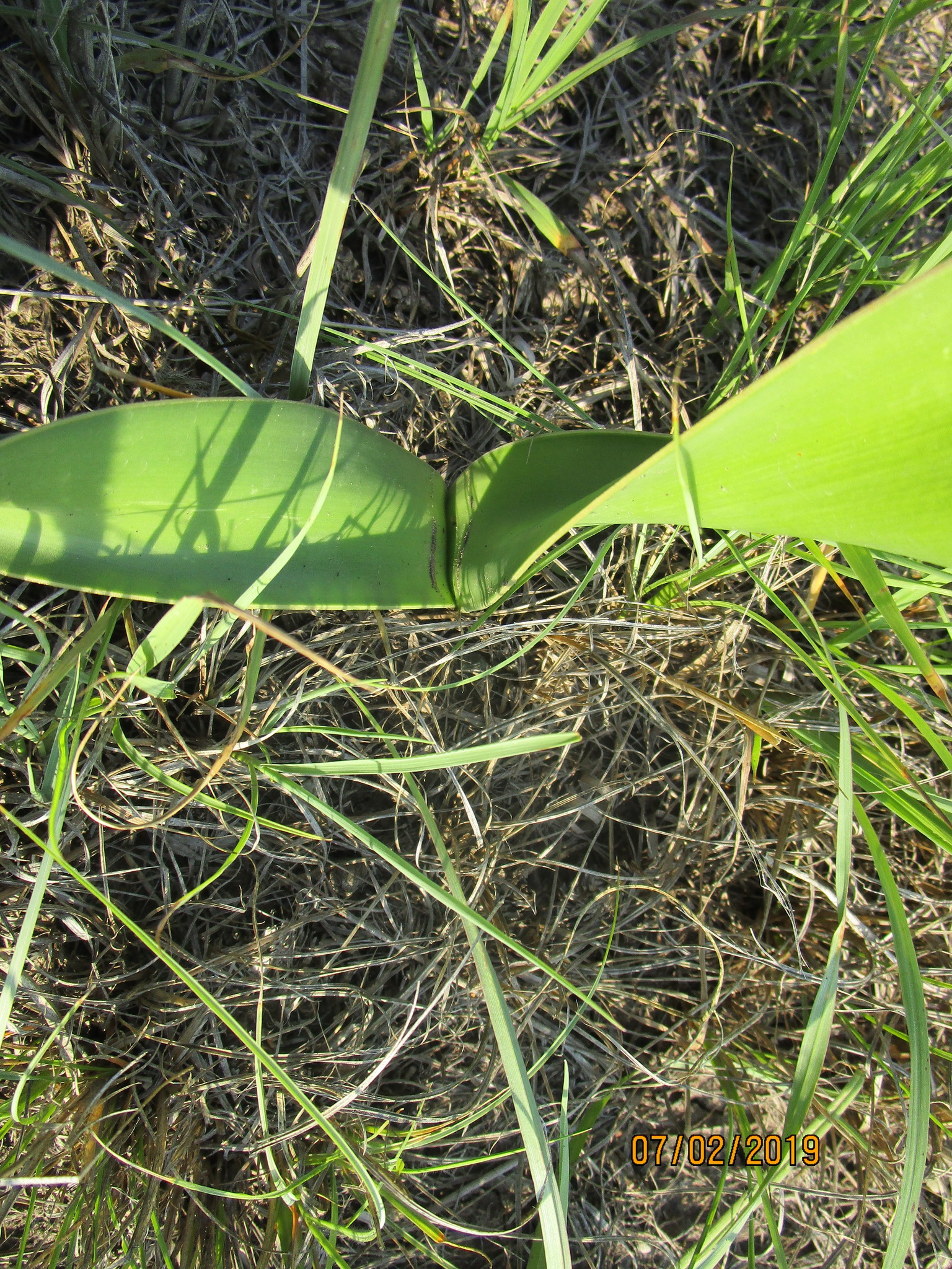 Haemanthus montanus Baker