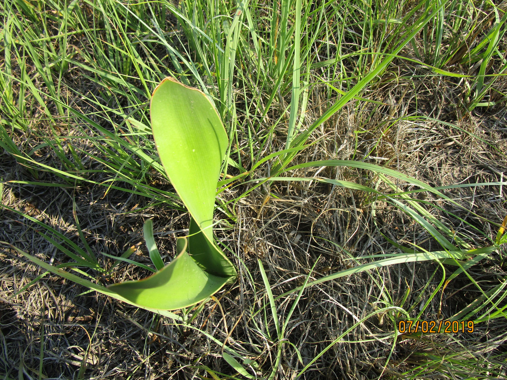 Haemanthus montanus Baker