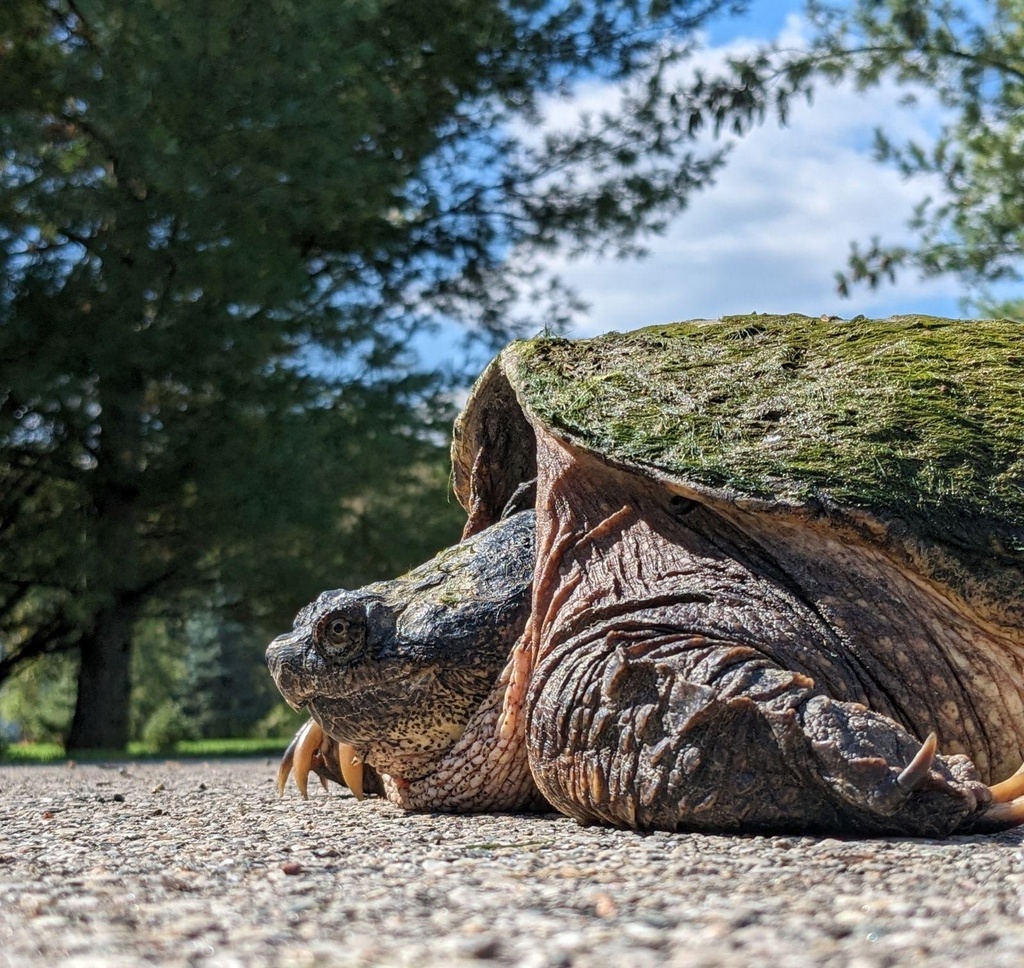 Common Snapping Turtle from Bairwood Ct, Hartland, MI, US on September ...