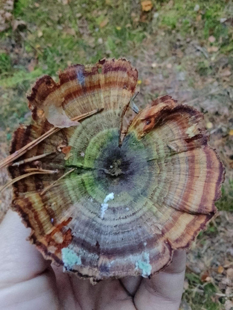 Brown Funnel Polypore from Новгородская обл., Россия, 173520 on ...