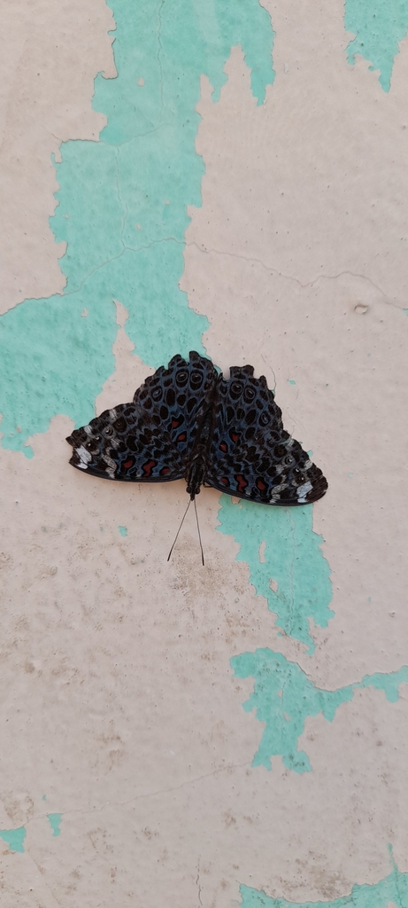 Amazon Cracker from 38810-000 - Rio Paranaíba, MG, 38810-000, Brazil on ...