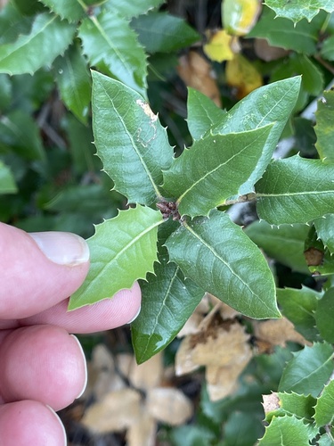 Hybrid Quercus parvula × wislizeni · iNaturalist