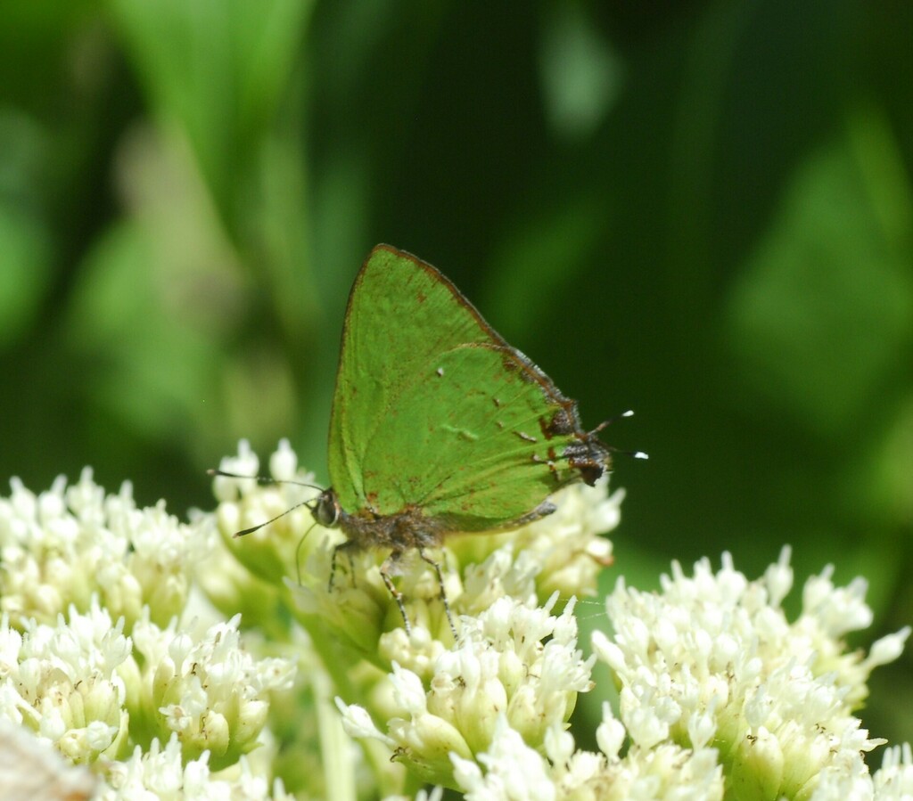 Clench's Greenstreak from 70706 Santiago Lachiguiri, Oaxaca, Mexico on ...