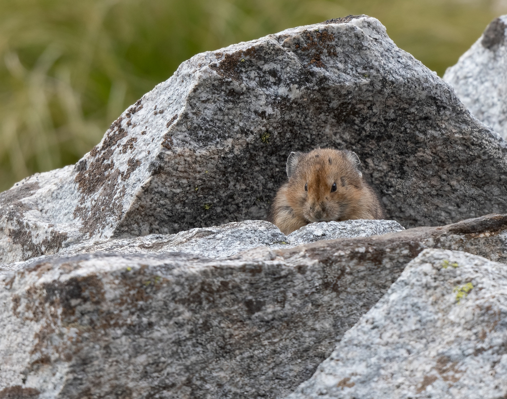 American Pika from Ravalli County, MT, USA on September 29, 2023 at 01: ...