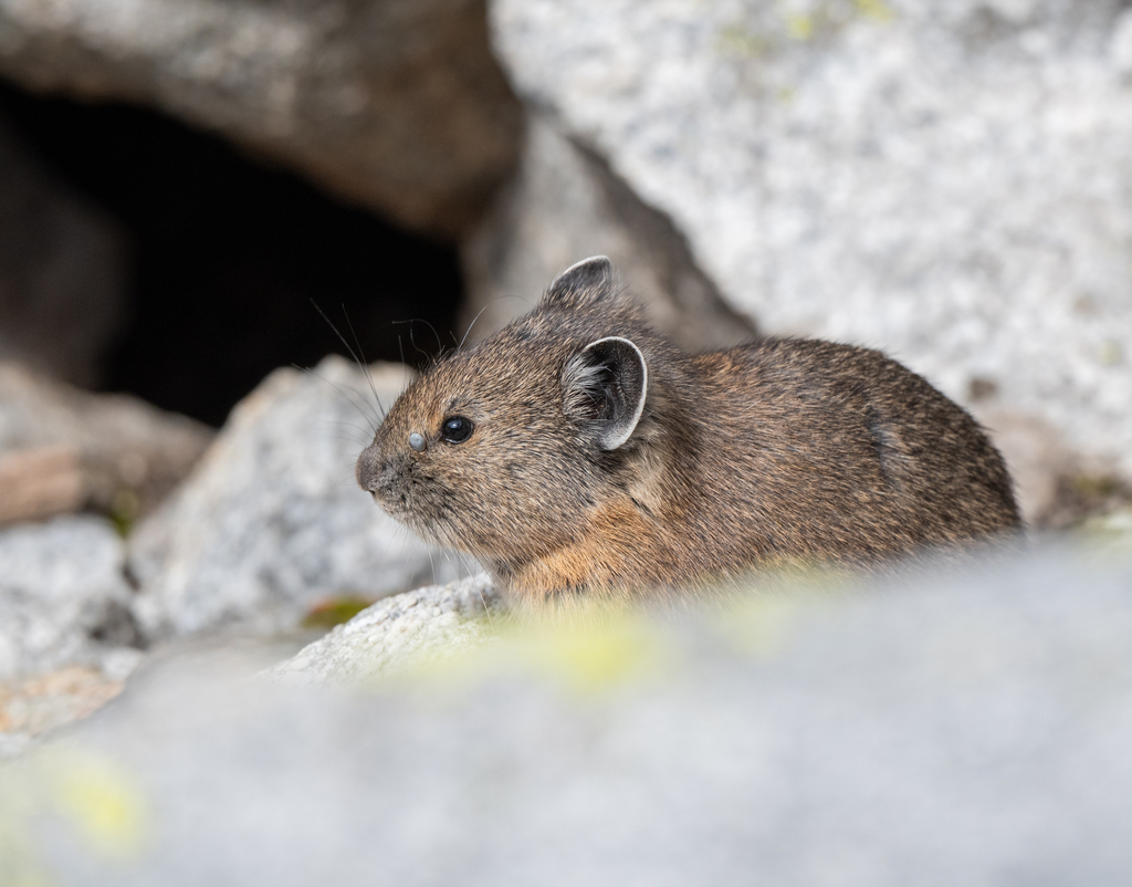 American Pika from Idaho County, ID, USA on September 29, 2023 at 02:26 ...