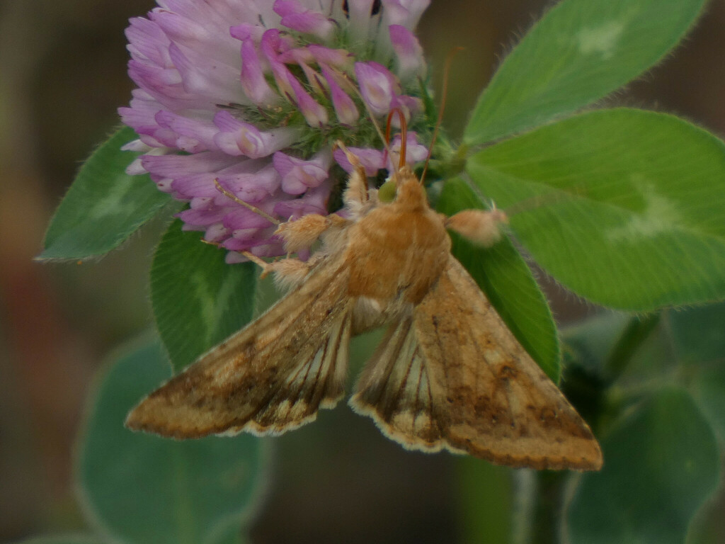 Corn Earworm Moth from Saco Farm, Steele County, MN, USA on September ...