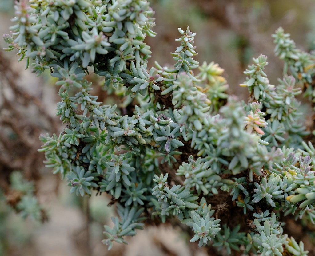Suaeda plumosa from Wittewater, saltmarsh on March 4, 2019 at 09:16 AM ...
