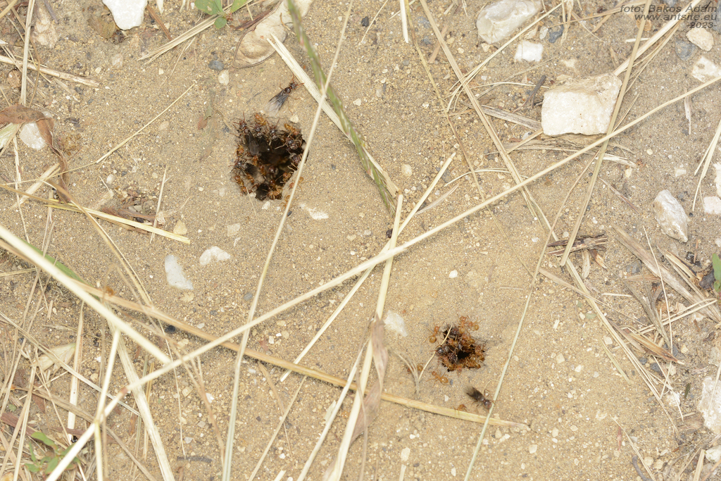 Lasius distinguendus from Kesztölc, Pincesor, 2517 Magyarország on June ...