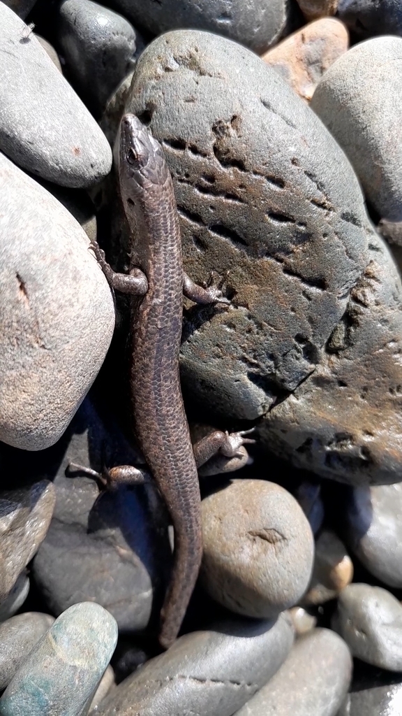 Shore Skink in September 2023 by Thomas Hvid · iNaturalist