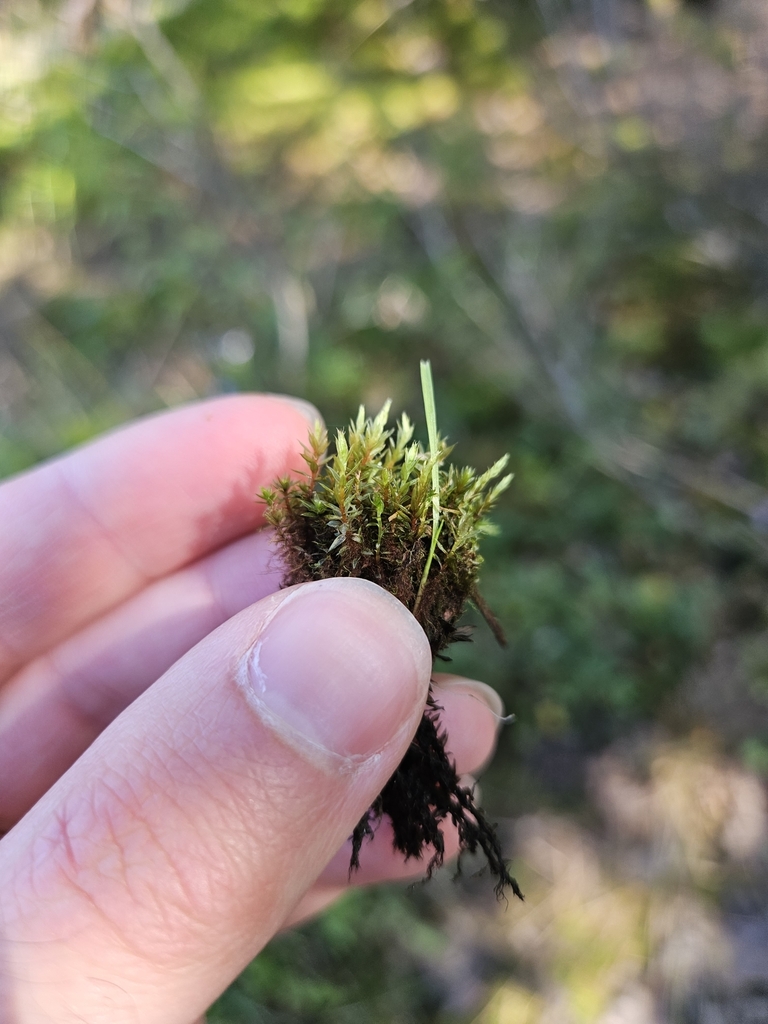 Long-leaved Thread Moss from Jevins & Silver Lake Conservation Reserve ...
