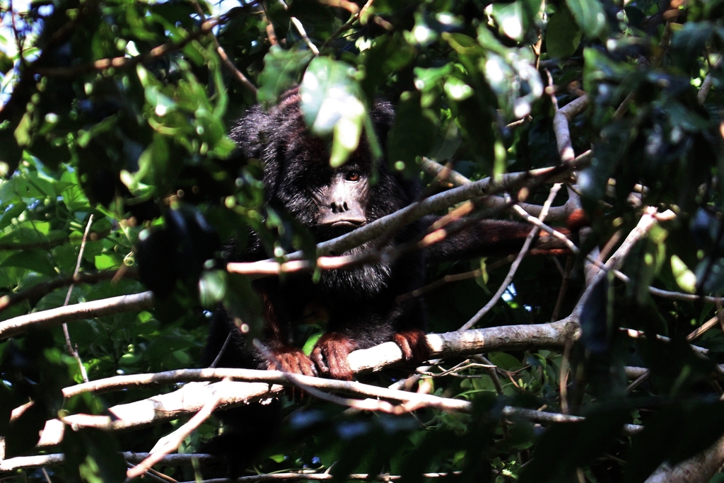 Spix's Red-handed Howler Monkey in December 2022 by Conrado Pável de ...
