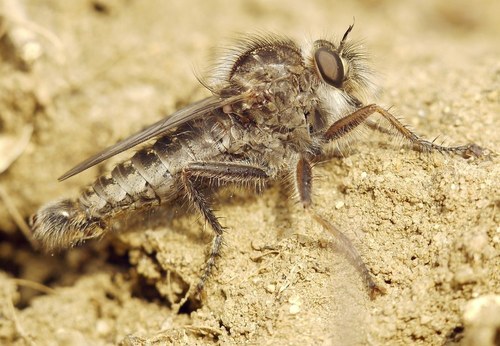 Genus Erax · iNaturalist United Kingdom