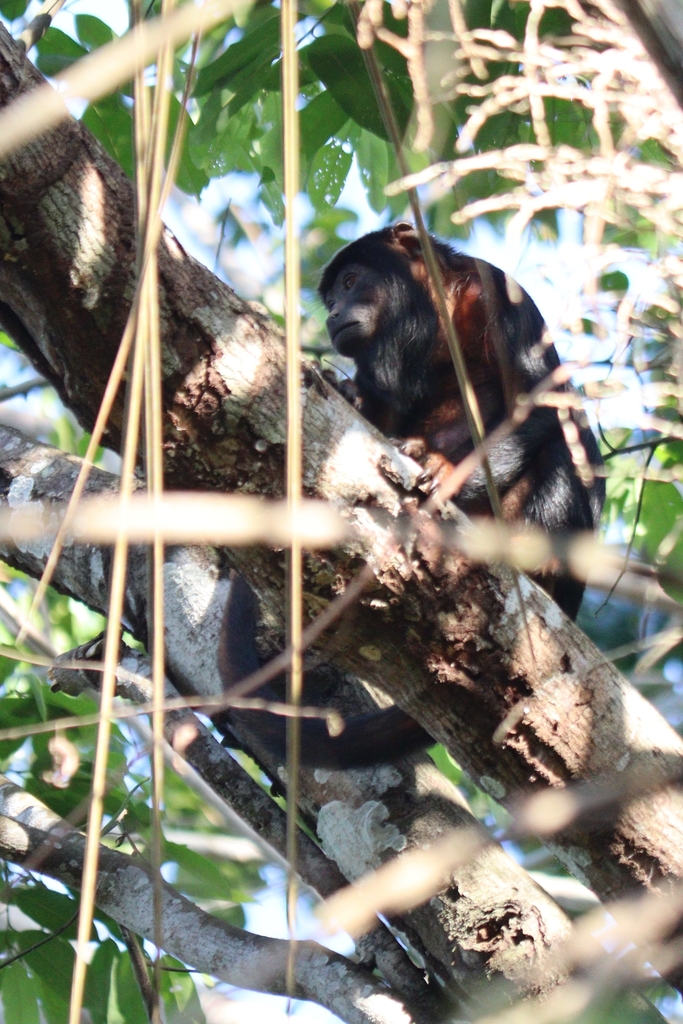 Spix's Red-handed Howler Monkey in December 2022 by Conrado Pável de ...