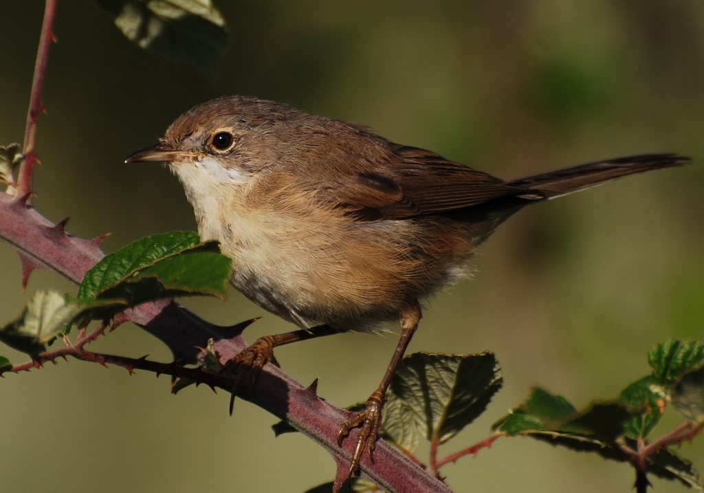 Subalpine Warbler (birds of Italy part 2) · iNaturalist