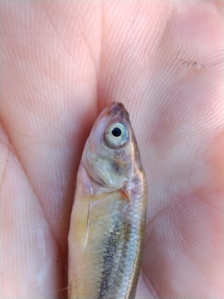 Fathead Minnow from Fitzsimons Station, Aurora, CO 80045, USA on ...