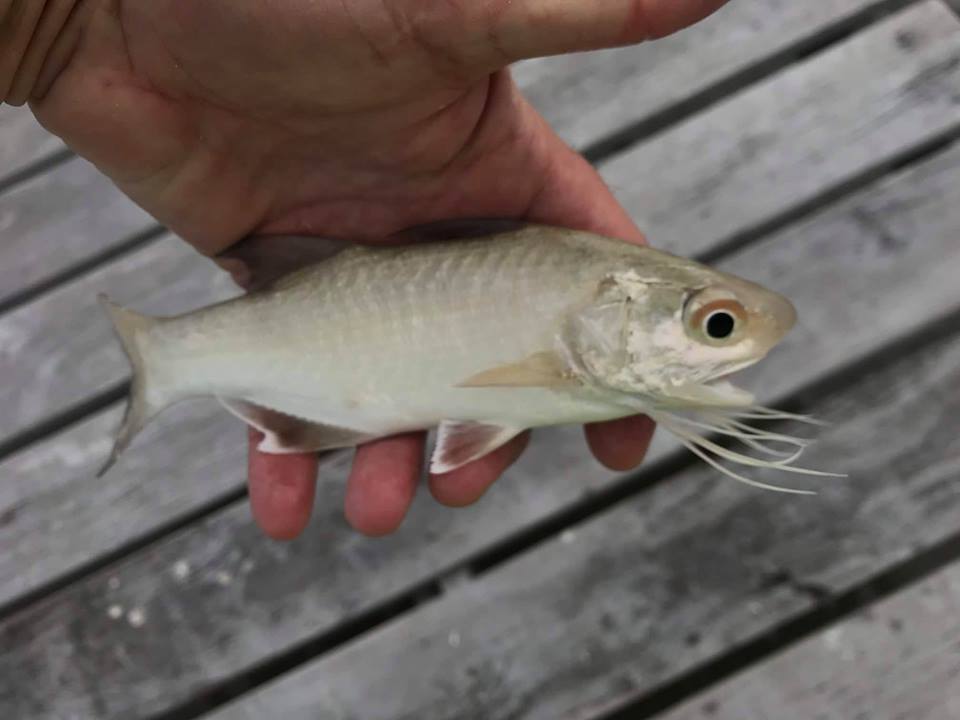 Polydactylus virginicus (Linnaeus, 1758)