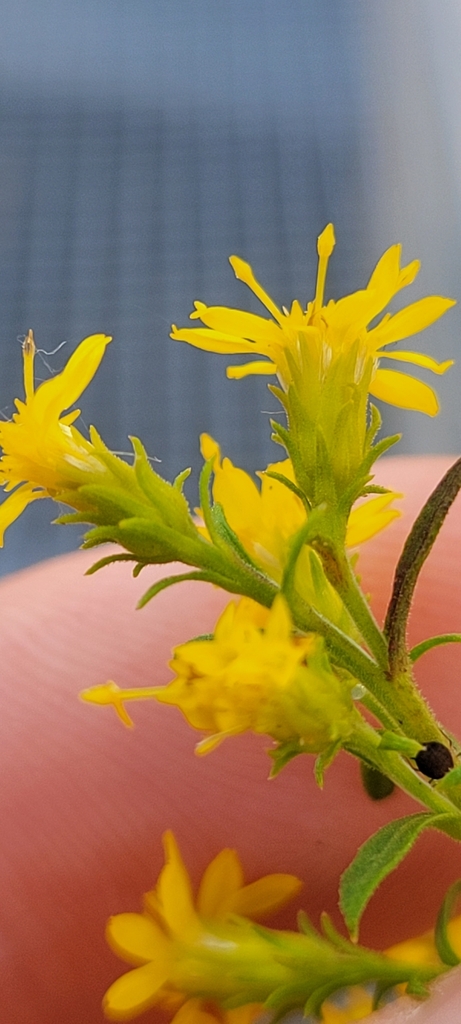 squarrose goldenrod from Eolia, KY 40826, USA on September 30, 2023 at ...
