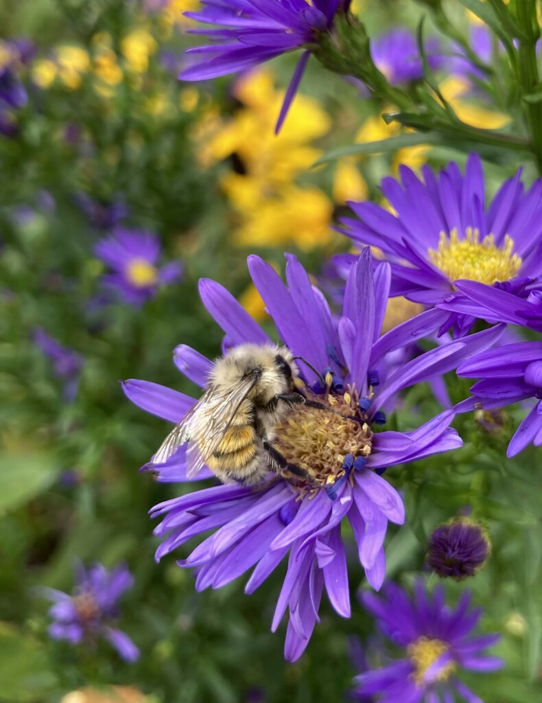 Bumble Bees from Douglasdale, Calgary, AB T2Z, Canada on September 27 ...