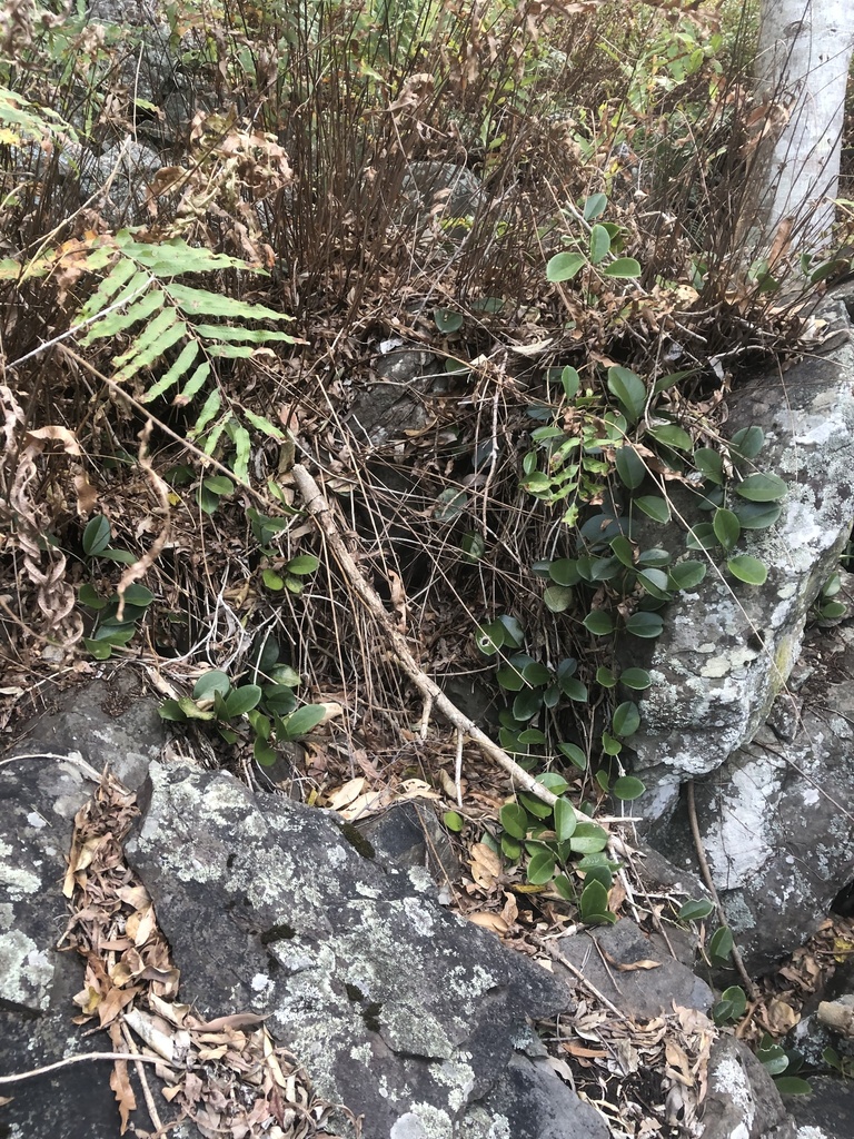 native hoya from Mount Forbes, QLD, AU on September 29, 2023 at 03:23 ...