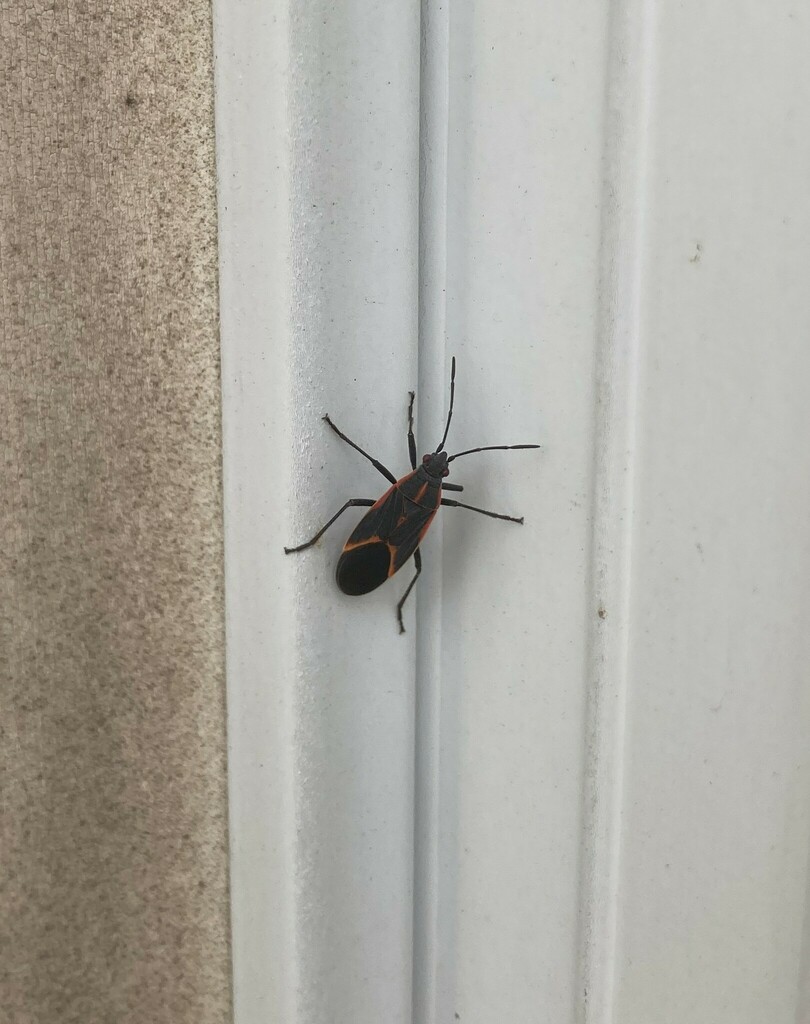Eastern Boxelder Bug from Douglasdale, Calgary, AB T2Z, Canada on ...
