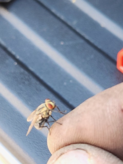 Glamis Sand Fly from South West Rocks NSW 2431, Australia on September ...