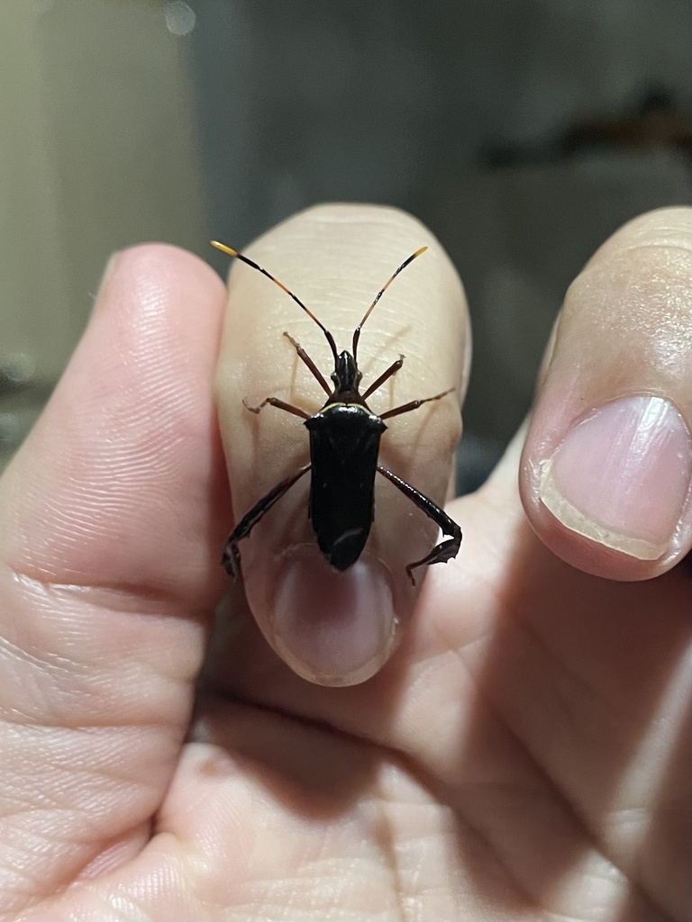 Citron Bug from Corguinho, MS, BR on September 30, 2023 at 06:36 PM by ...