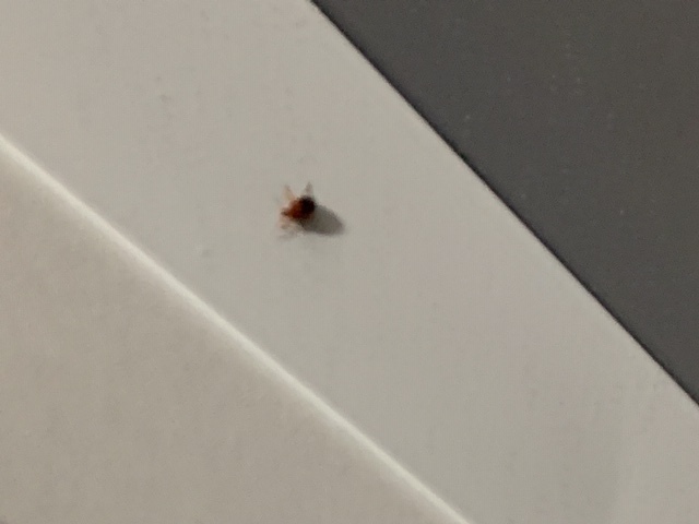 Smooth Spider Beetle from South West Rocks NSW 2431, Australia on ...