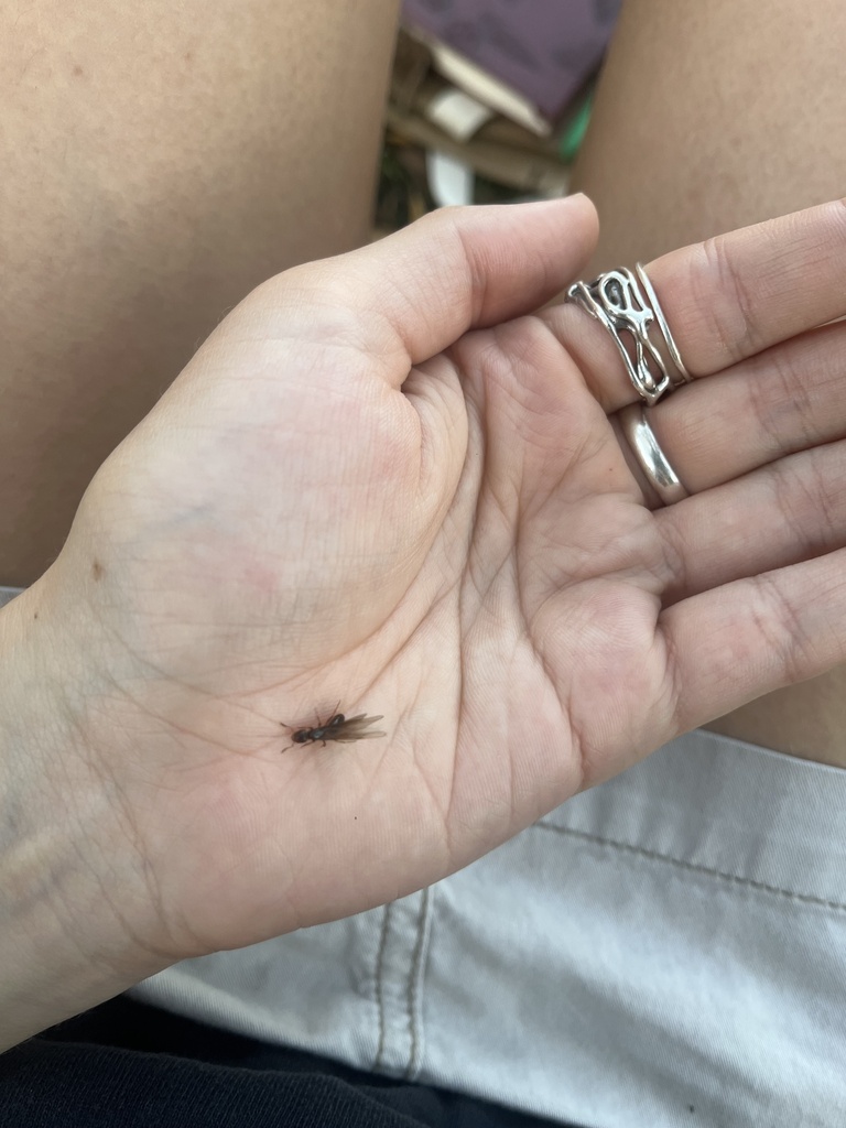 Common Citronella Ant from West Park, Ann Arbor, MI, US on September 30 ...