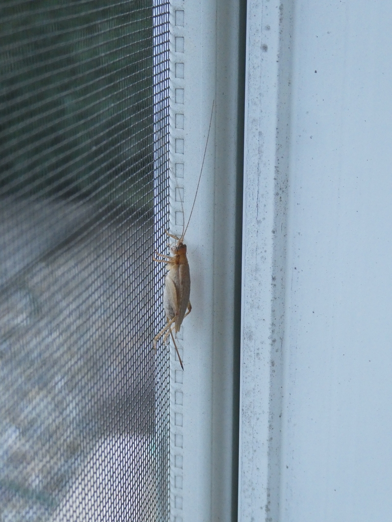 Jumping Bush Cricket in September 2023 by forestseasons · iNaturalist
