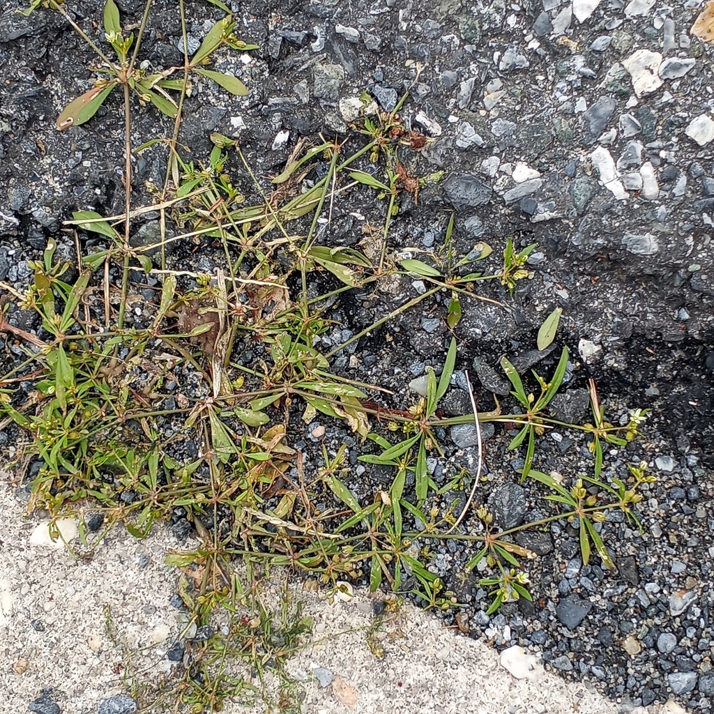 green carpetweed from Dover, DE, USA on September 30, 2023 at 01:07 PM ...