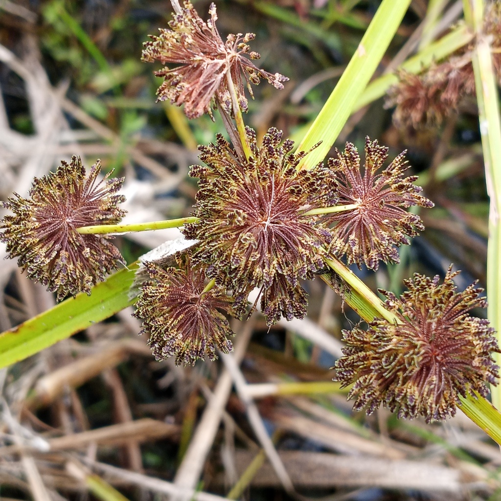 Variable Flatsedge from Sussex County, DE, USA on September 30, 2023 at ...