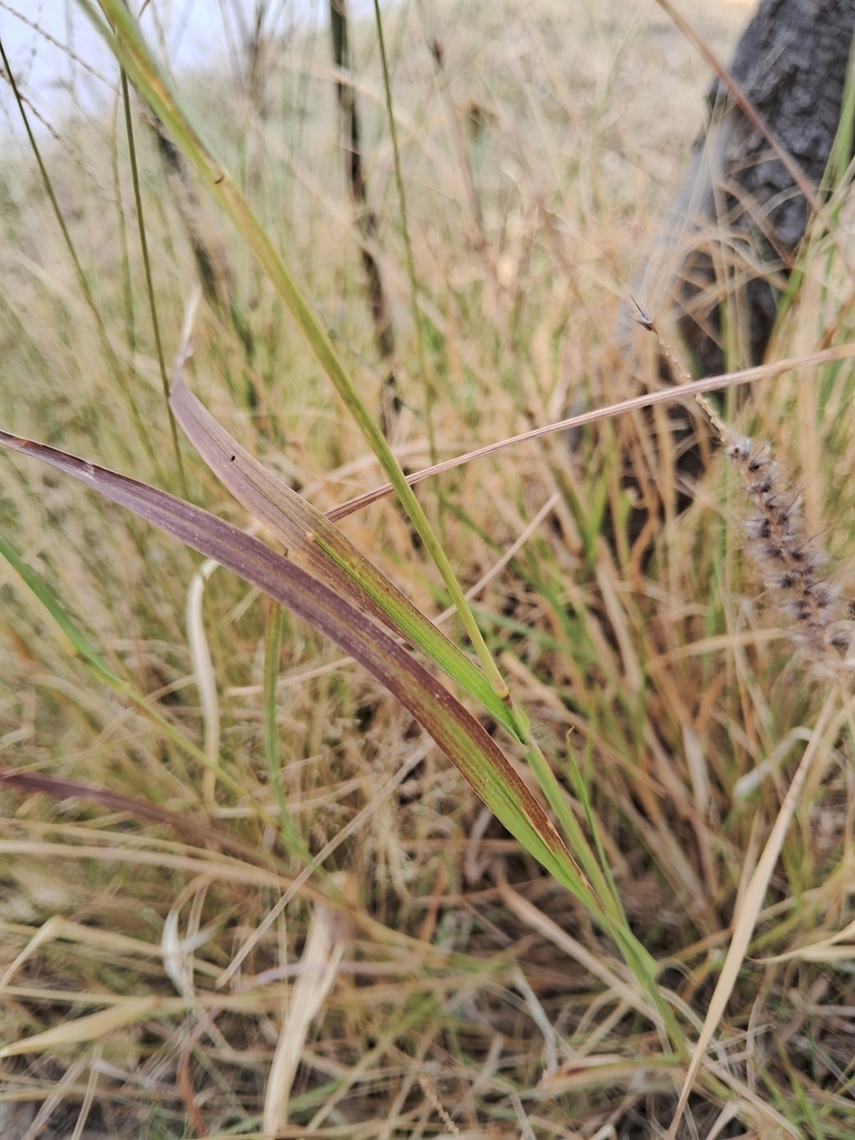 buffelgrass from Rodolfo Landeros Gallegos, Aguascalientes, Ags ...