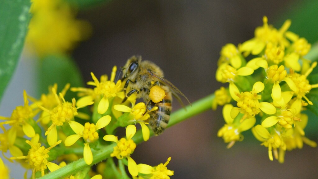 Western Honey Bee in September 2023 by maryrose375 · iNaturalist