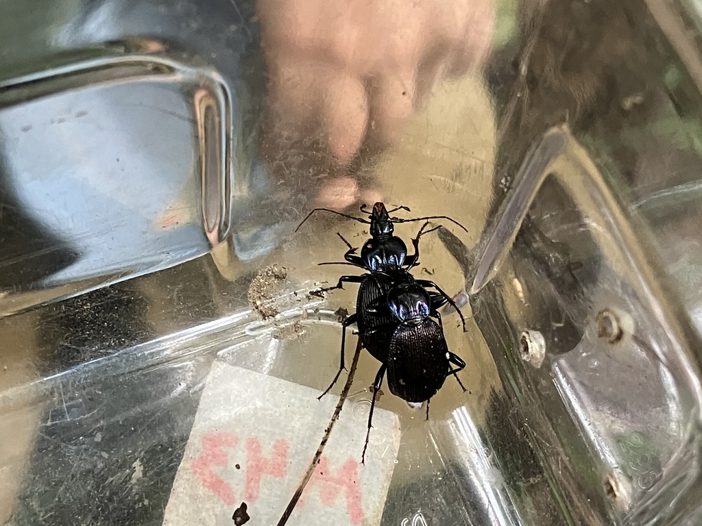 Small Snail-eating Ground Beetle from Purlear, NC, US on September 30 ...