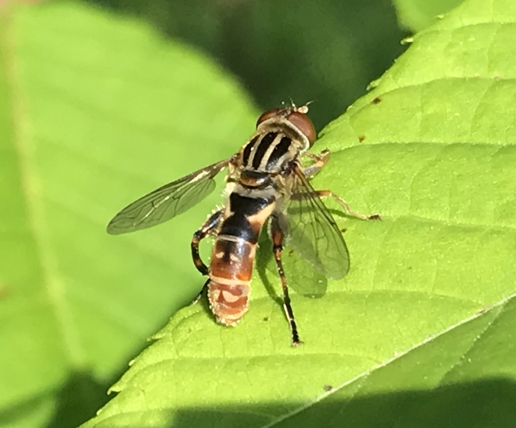 Lump-legged Swamp Fly from Goshen, OH, US on May 31, 2022 at 09:36 AM ...