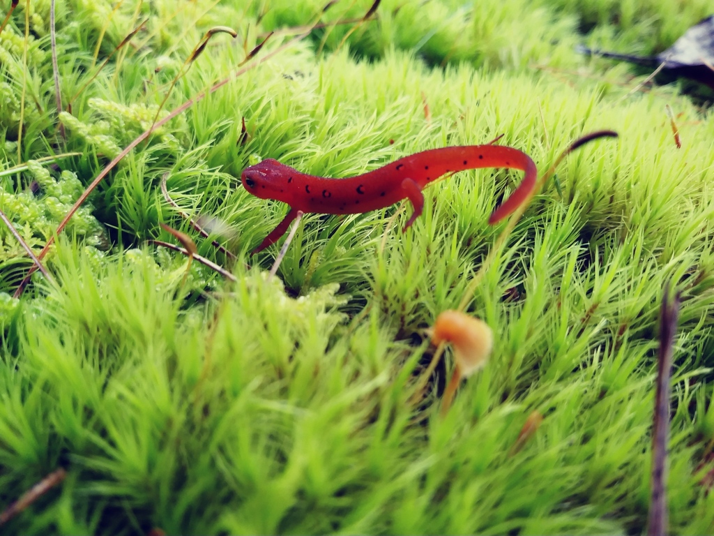 Eastern Newt from Macon County, NC, USA on September 30, 2023 at 06:28 ...