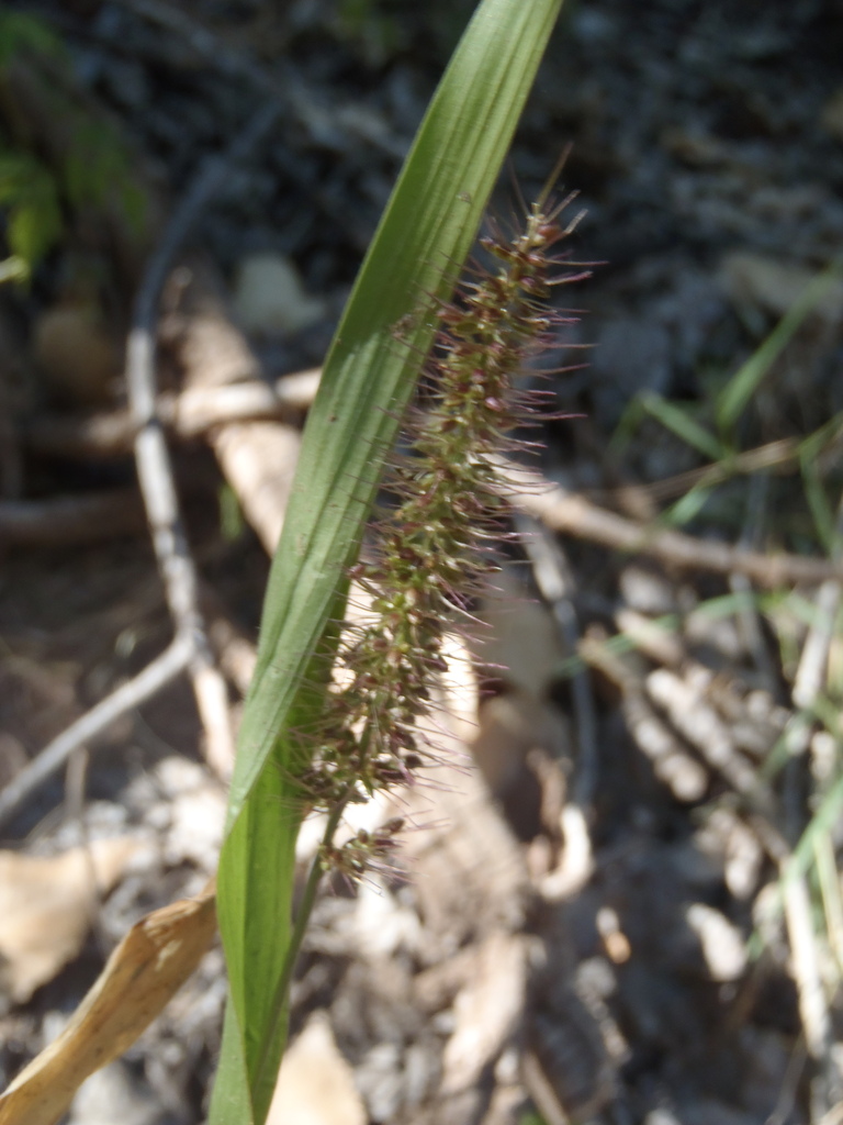 bur bristle grass in September 2023 by Dan Beckman. Sonoita Creek ...