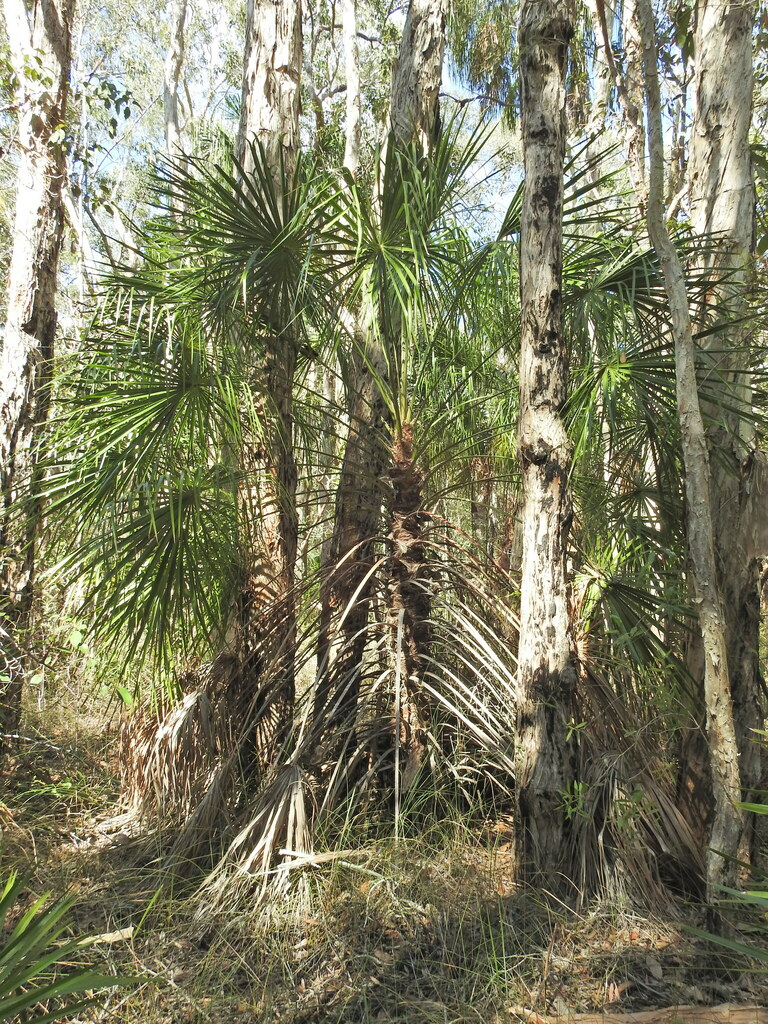 Ribbon Fan Palm in September 2023 by Scott W. Gavins. No public access ...