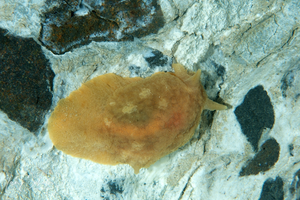 Grey Side-gilled Sea Slug from South Channel Island, Victoria ...
