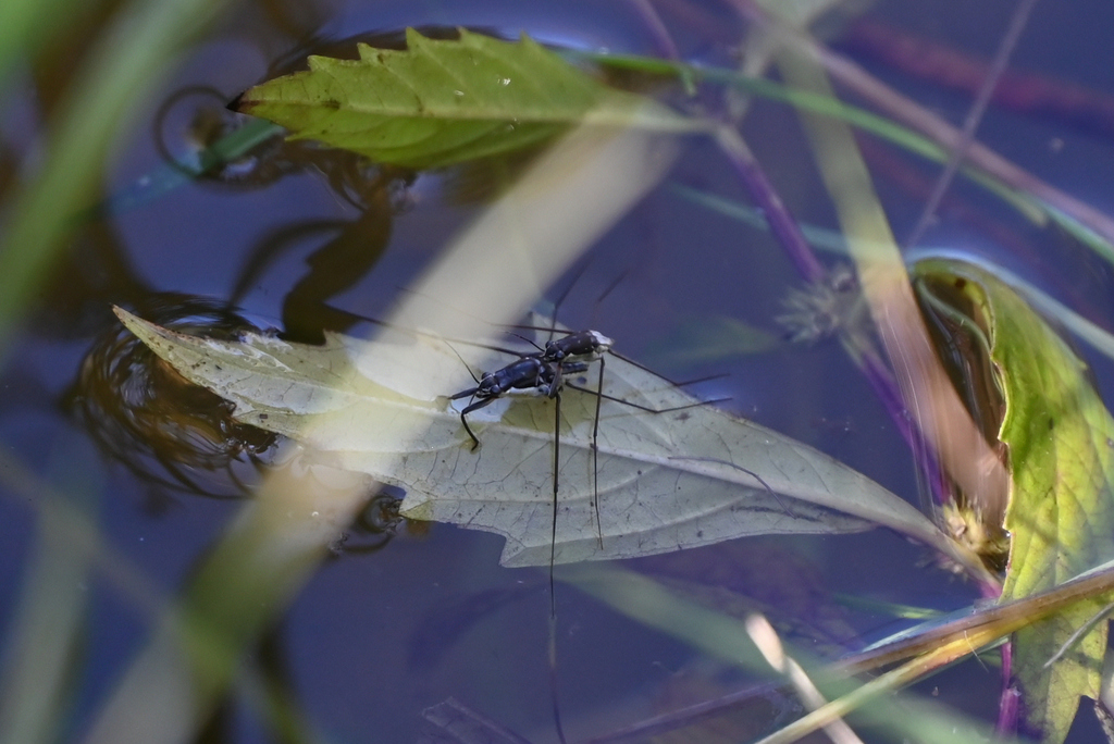 Neogerris hesione from Champaign County, IL, USA on September 30, 2023 ...