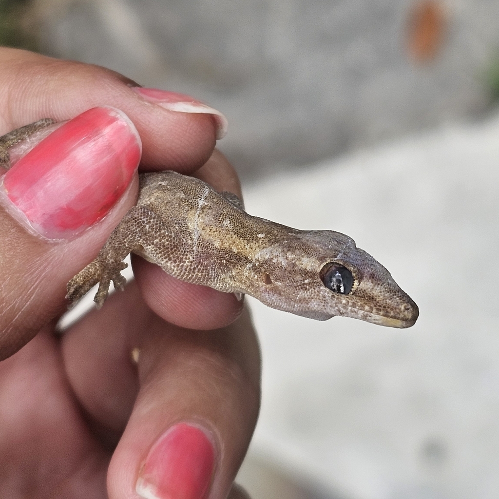 House Geckos from Miami, FL 33174, USA on September 19, 2023 at 11:59 ...